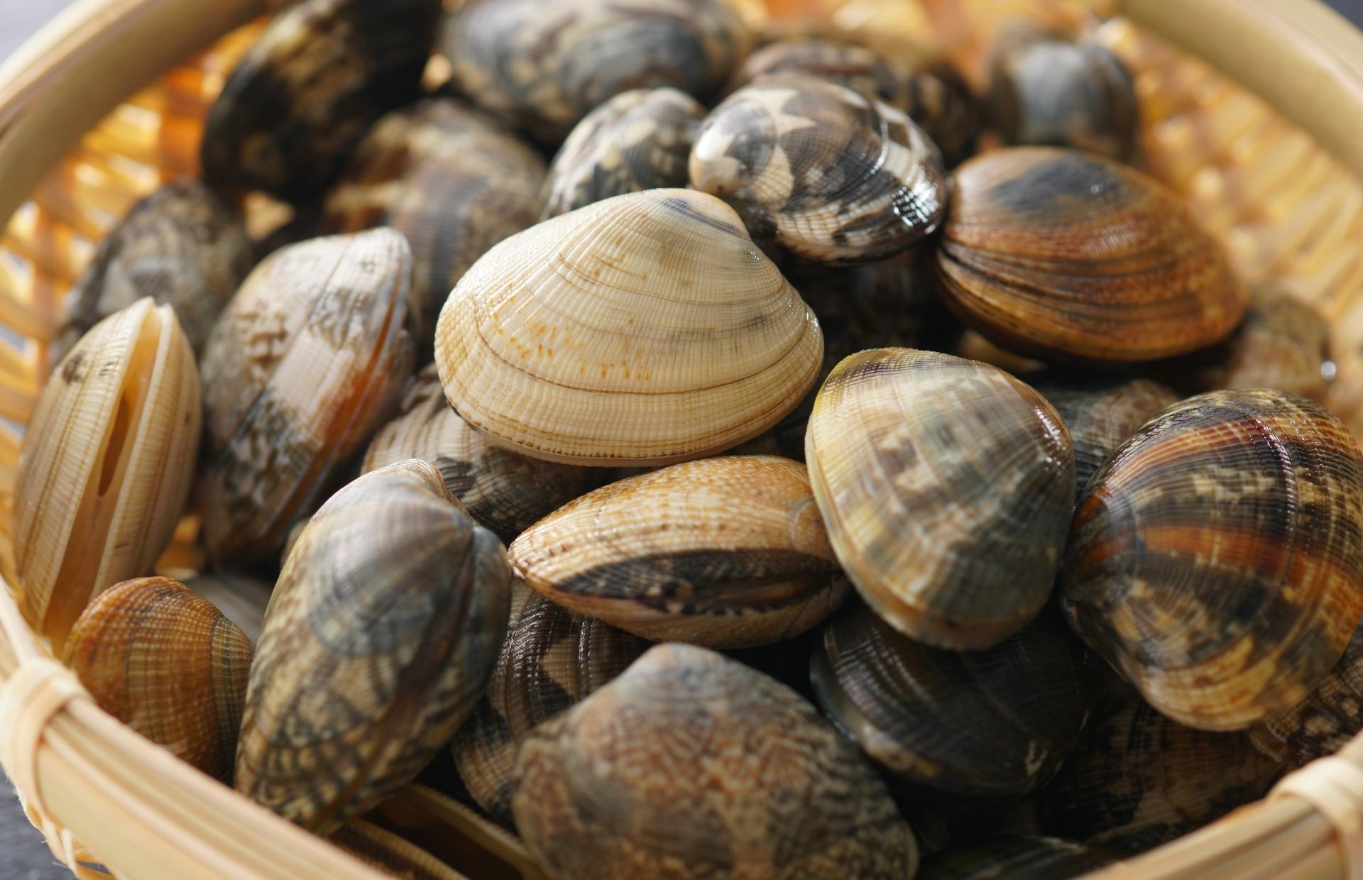 Premium Shellfish - Jagota